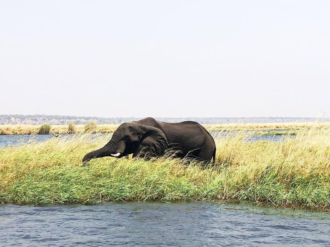 CHOBE NATIONAL PARK IN BOTSWANA: Why it's worth a day trip.