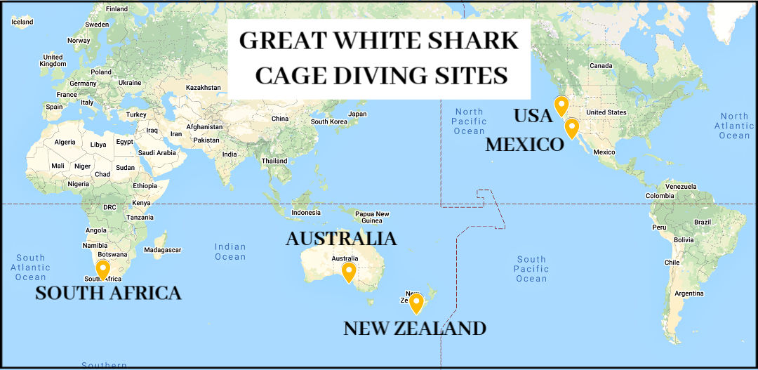 ULTIMATE GUIDE TO SHARK CAGE DIVING IN SOUTH AFRICA: Staring Eye to Eye ...