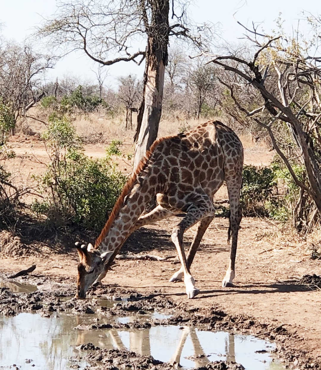 SOUTH AFRICA SAFARI: Splurge on the experience and not the travel agent!