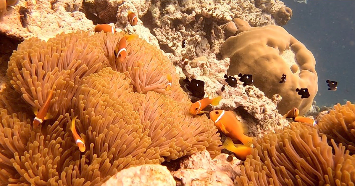 Reethi Faru House Reef in Maldives: A Snorkeler's Review - Enriching ...