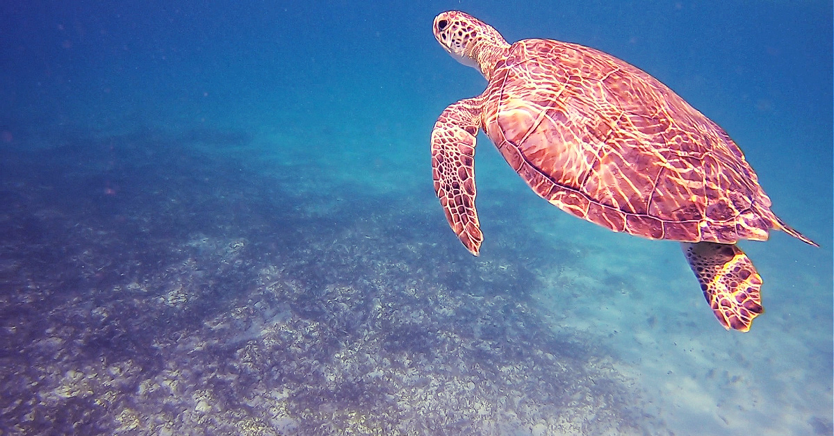 4 Best Aruba Snorkeling Spots: A Snorkeler's Guide - Enriching Pursuits