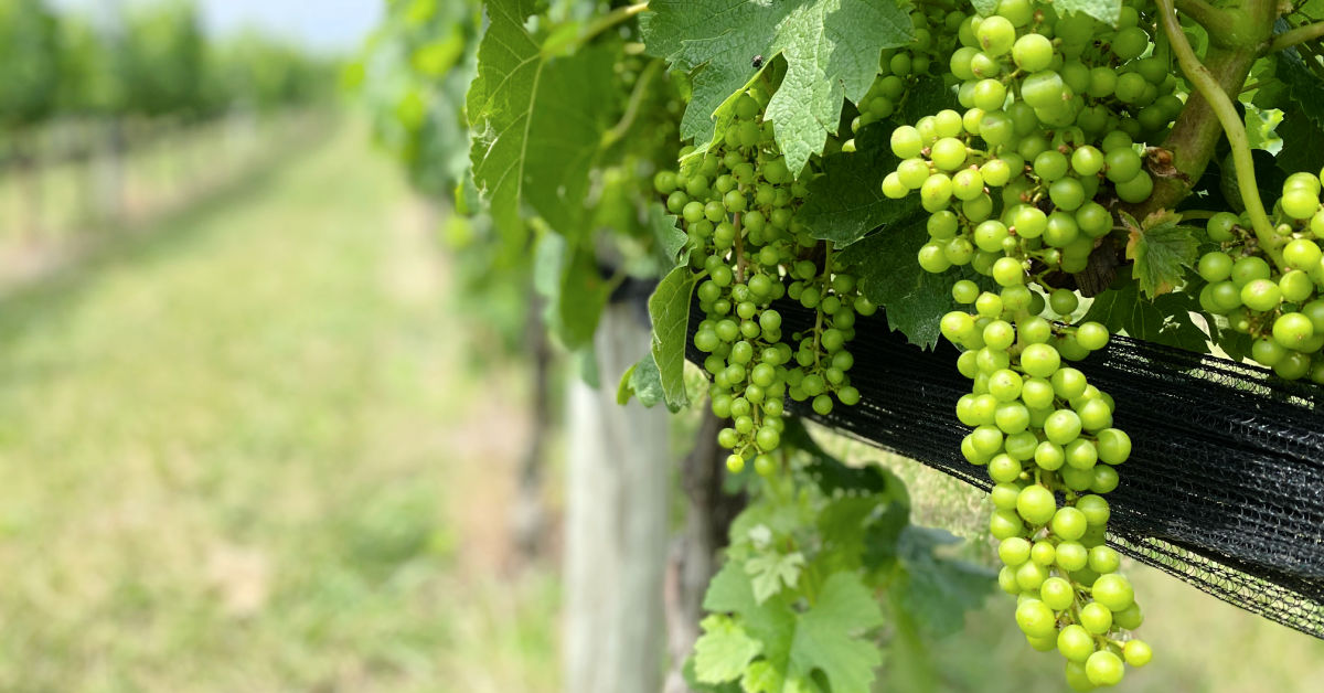 Crimson Lane Vineyards: Full Winery Review - Enriching Pursuits