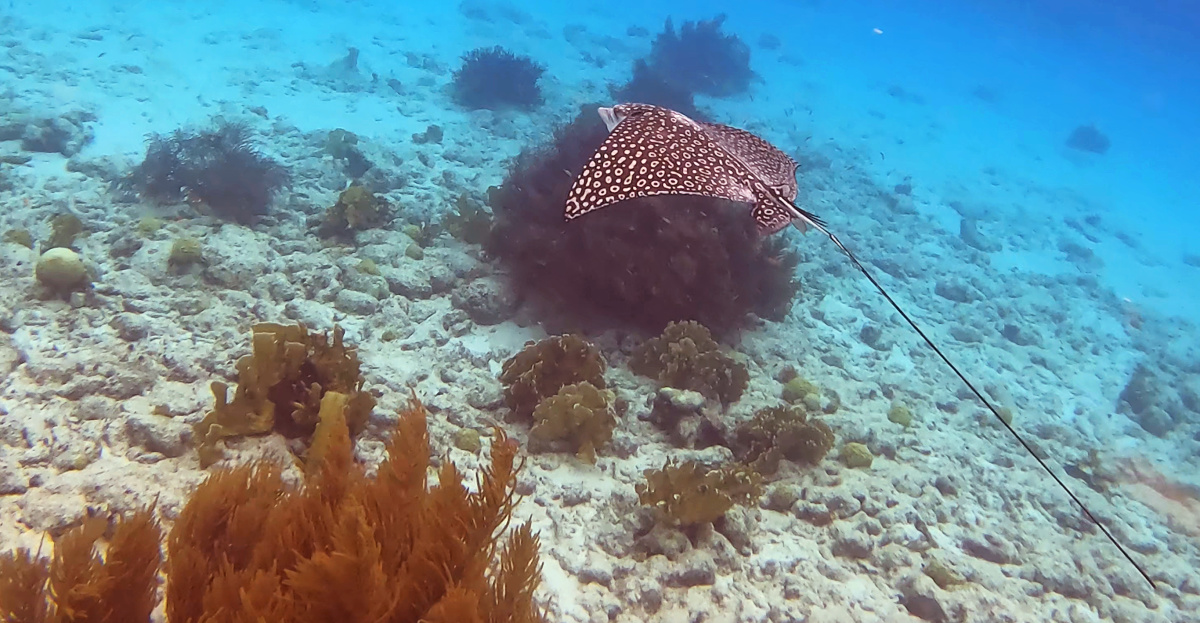 Angel City Bonaire Snorkeling Guide [Rated + Reviewed] - Enriching Pursuits