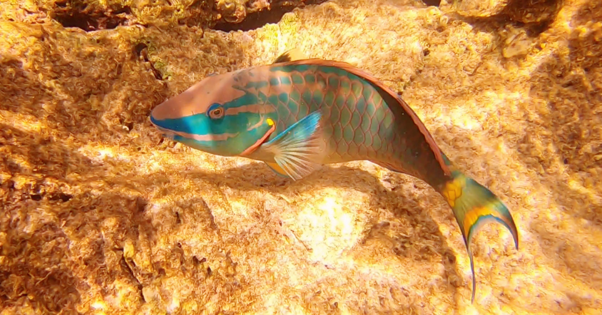 Wayaka 2 Bonaire Snorkeling Guide [Rated + Reviewed] - Enriching Pursuits