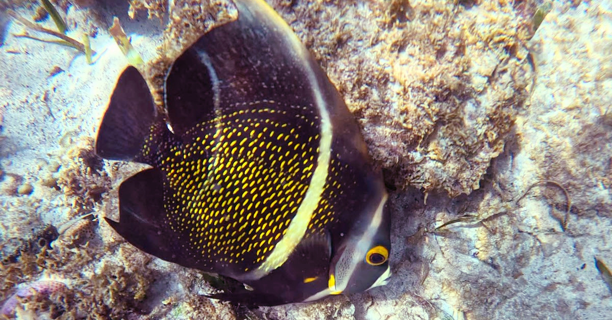 4 Best Aruba Snorkeling Spots: A Snorkeler's Guide - Enriching Pursuits