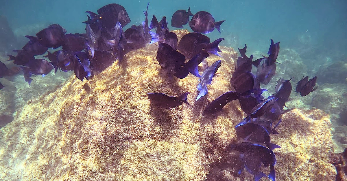 Arashi Beach Snorkeling Guide [Rated + Reviewed] - Enriching Pursuits